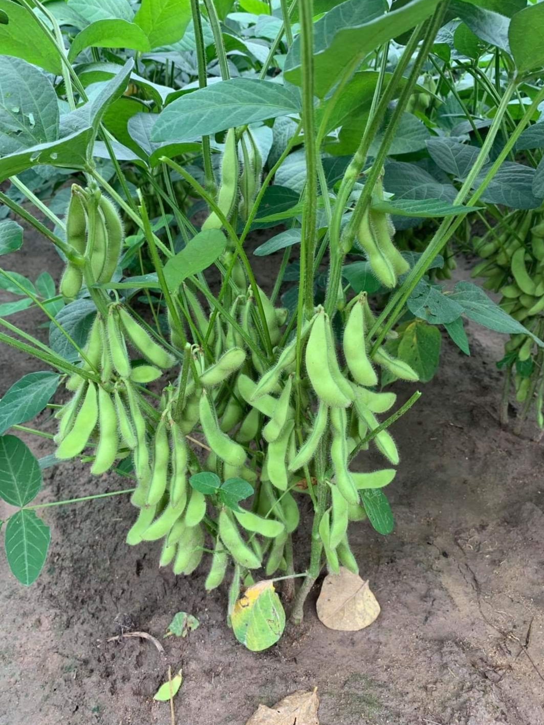 เมล็ดพันธุ์ถั่วแระญี่ปุ่น จำหน่ายเมล็ดพันธุ์ เน้นคุณภาพ อัตราการงอกสูง ...