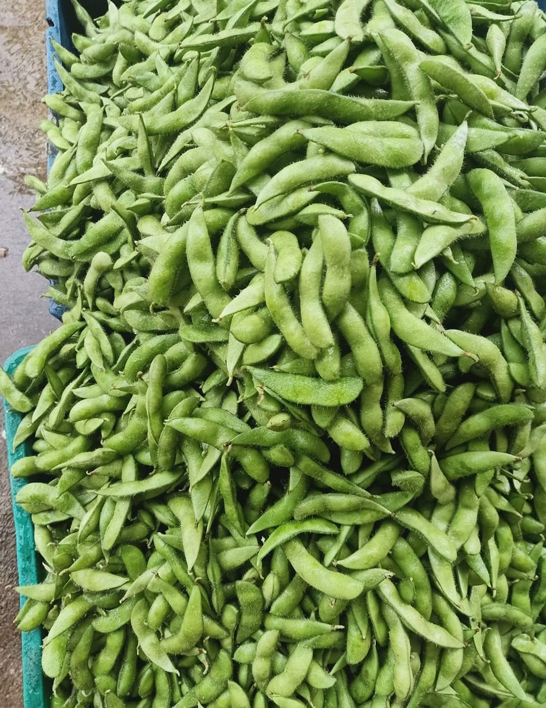 เมล็ดพันธุ์ถั่วแระญี่ปุ่น จำหน่ายเมล็ดพันธุ์ เน้นคุณภาพ อัตราการงอกสูง ...